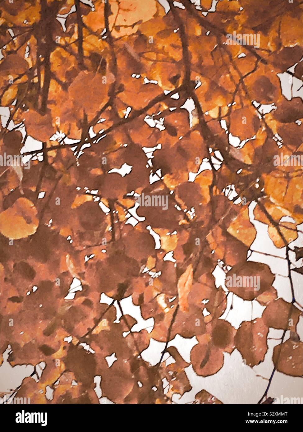 Leaves on an autumn tree with copper colour effect Stock Photo - Alamy
