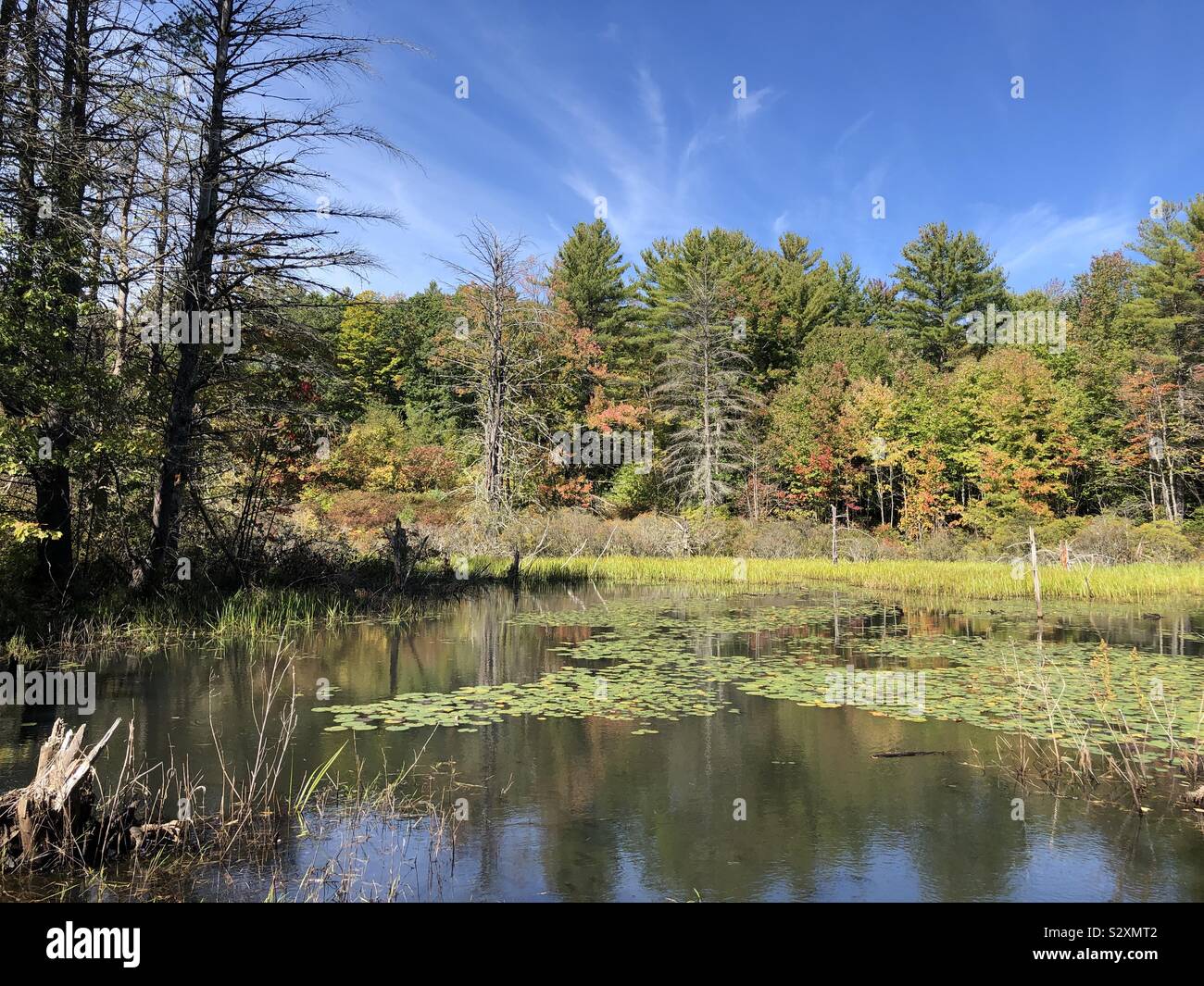 Colorful trees beside the pond in the autumn Stock Photo - Alamy