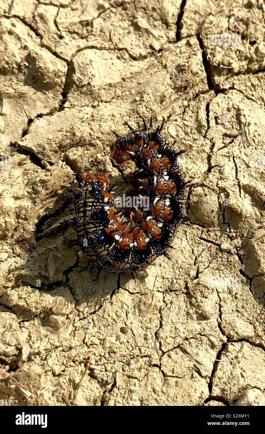 Spiky animals hi-res stock photography and images - Alamy