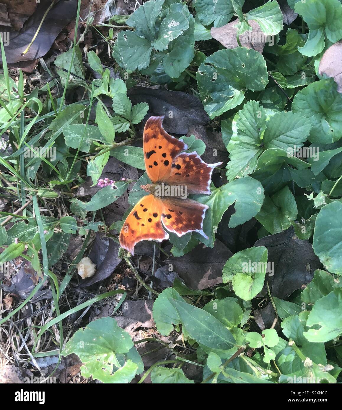 Butterfly nose hi-res stock photography and images - Alamy