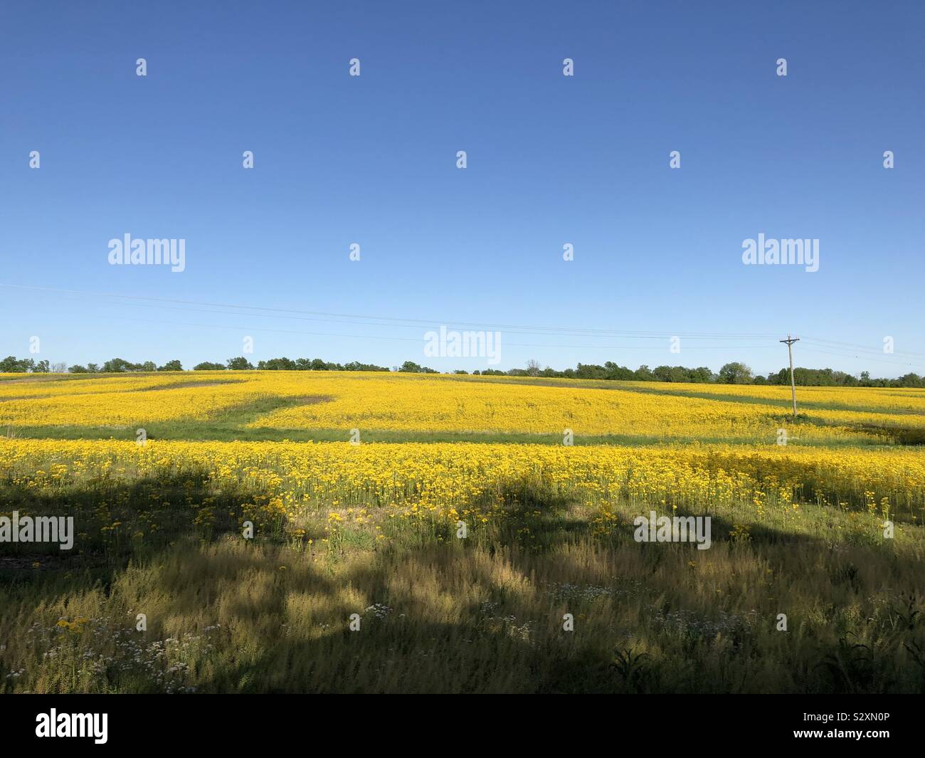 Field full of spring flowers hi-res stock photography and images - Alamy