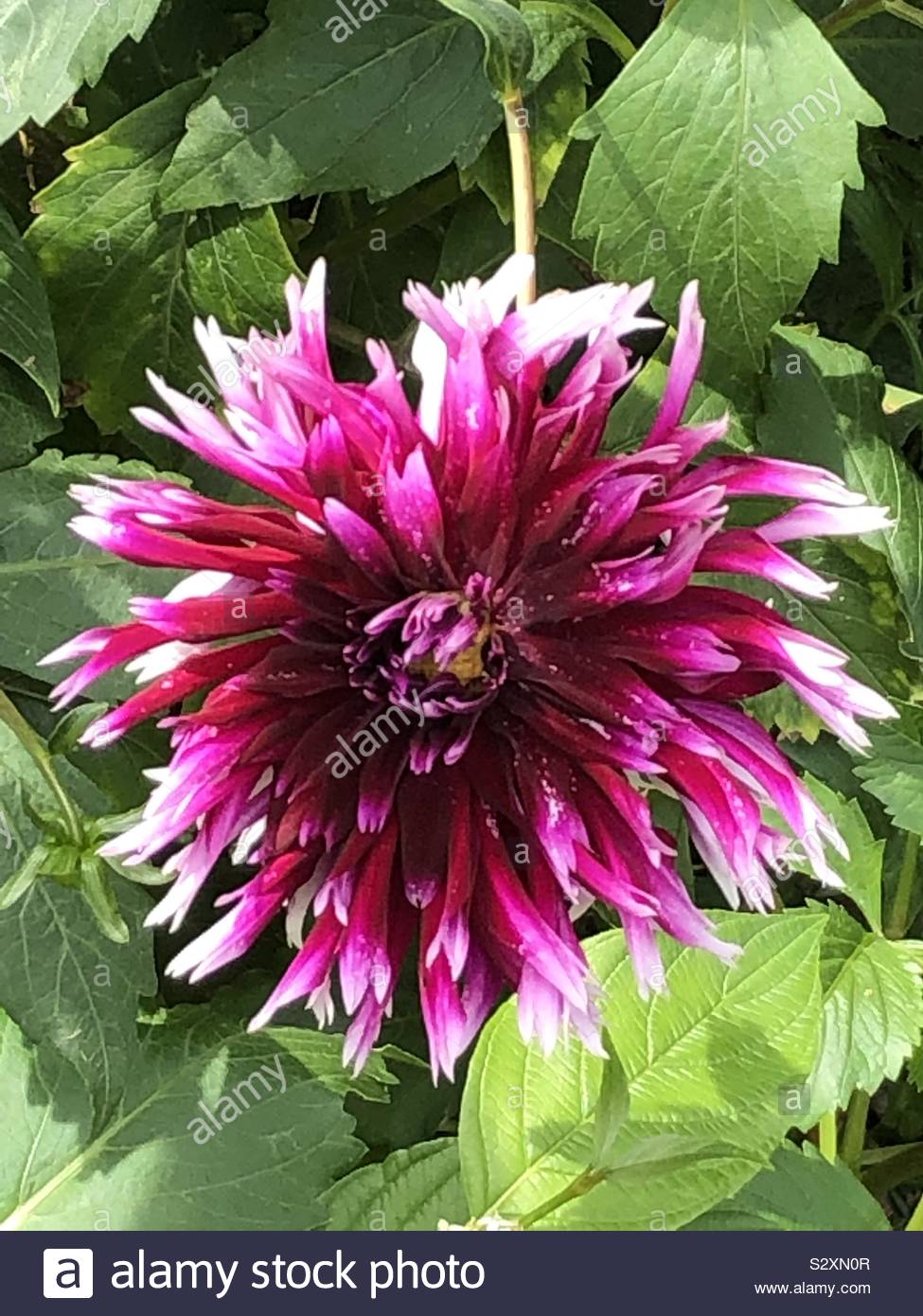 Deep Pink Dahlia Stock Photos & Deep Pink Dahlia Stock Images - Alamy