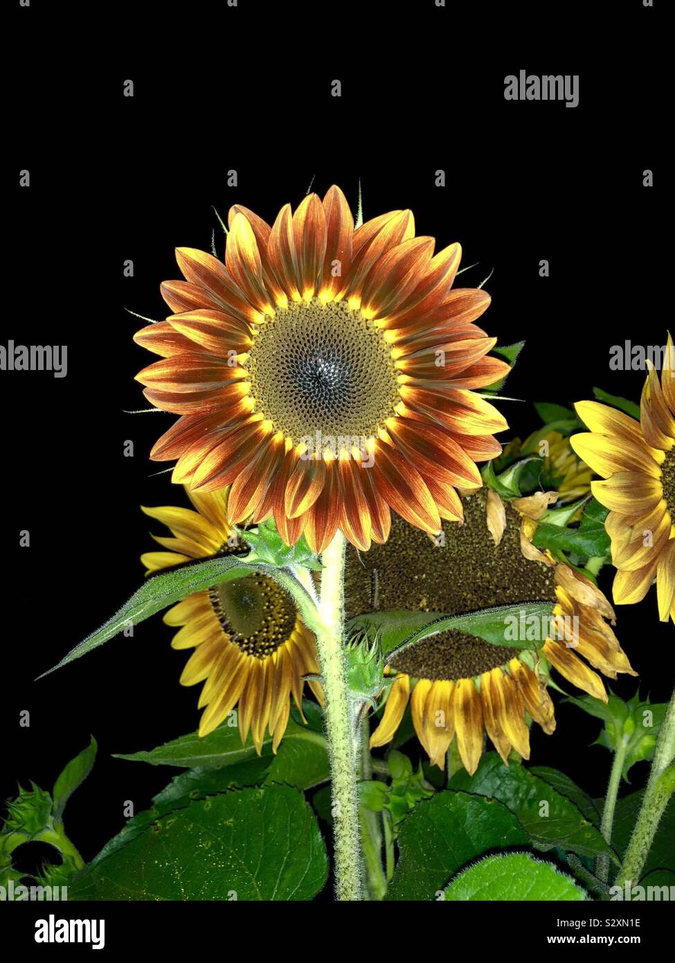 Different sunflower hi-res stock photography and images - Alamy