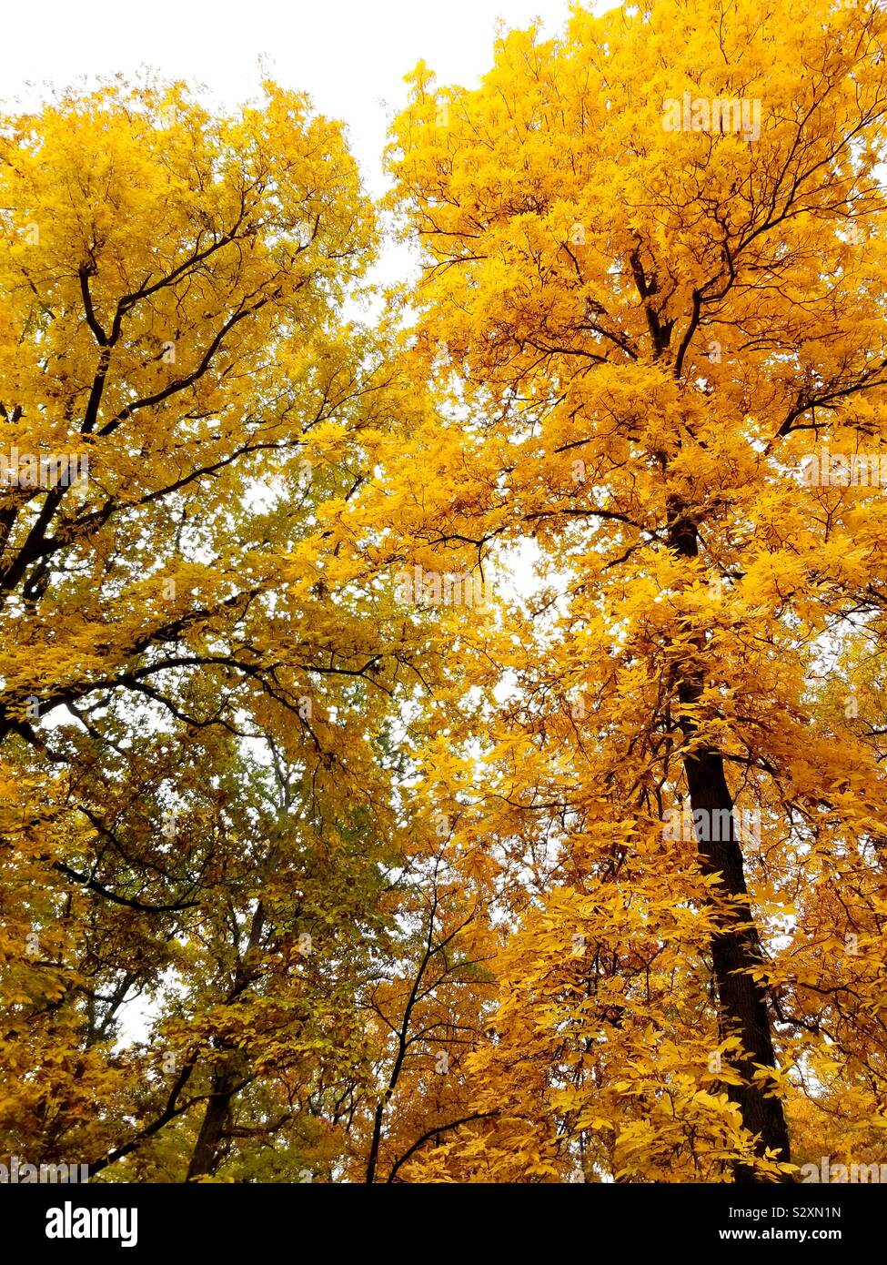 Trees in Kentucky in Autumn Stock Photo - Alamy
