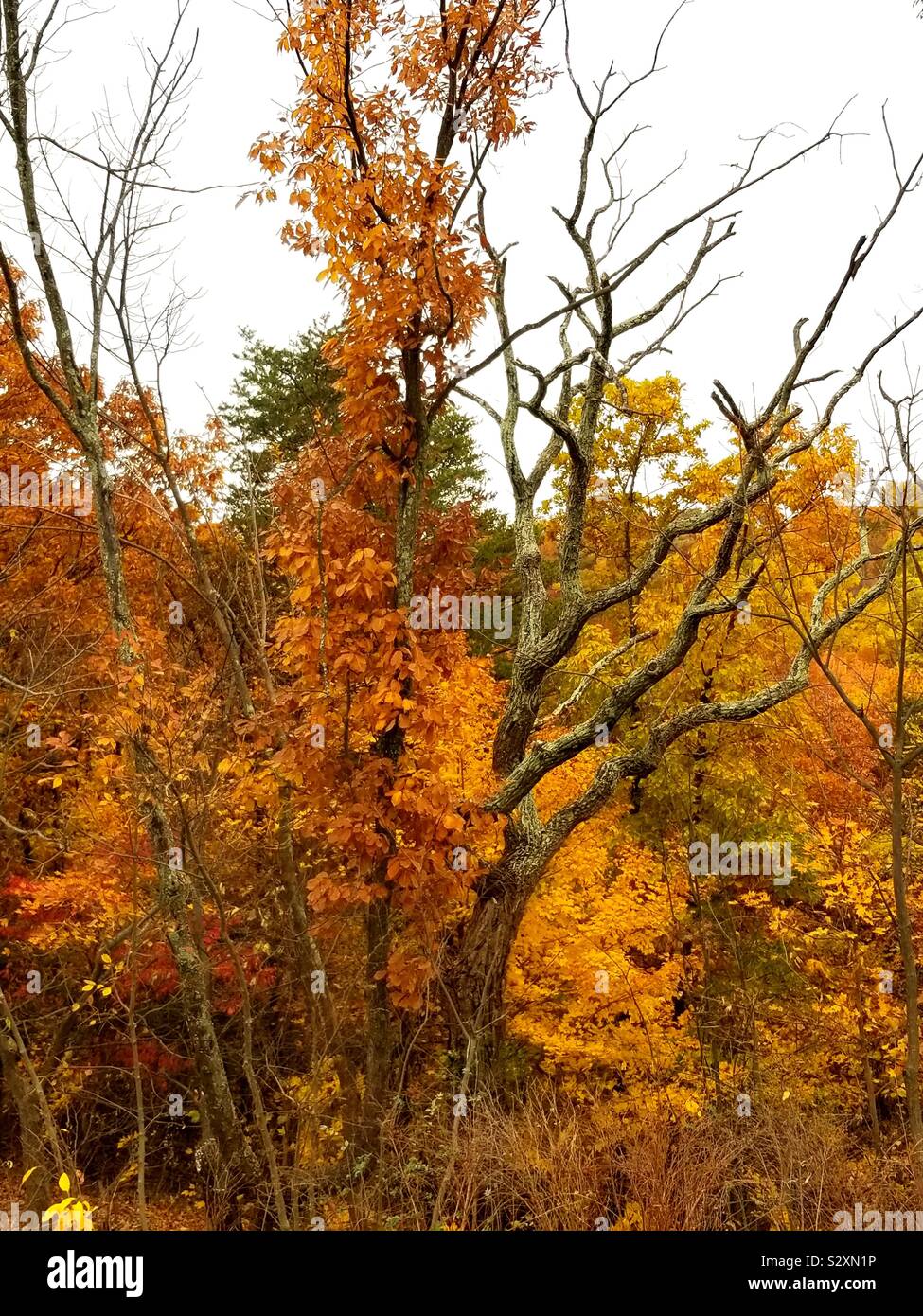 Dead tree by a bunch of colorful trees Stock Photo - Alamy