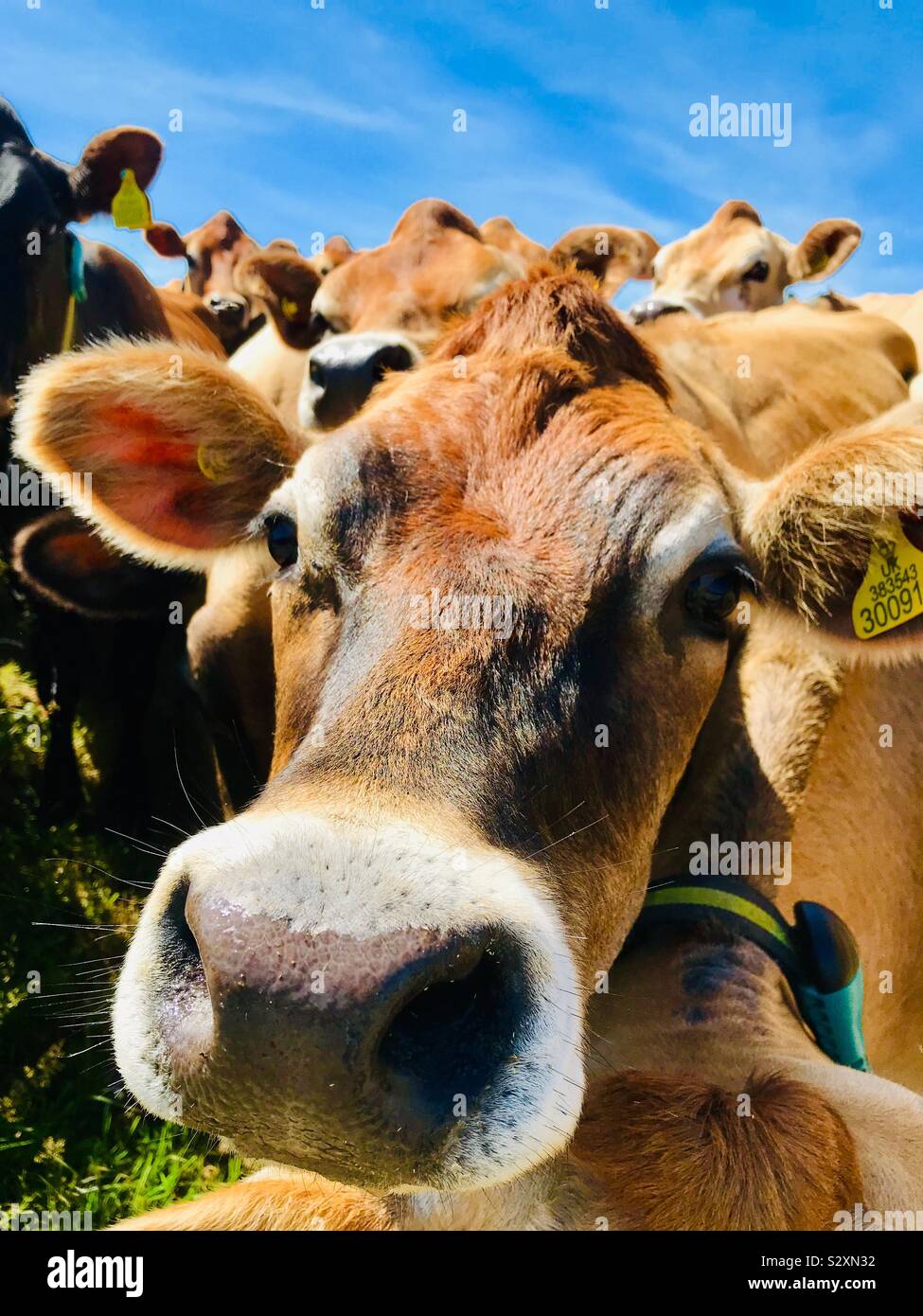 Roskillys farm ice cream cornwall hi-res stock photography and images ...