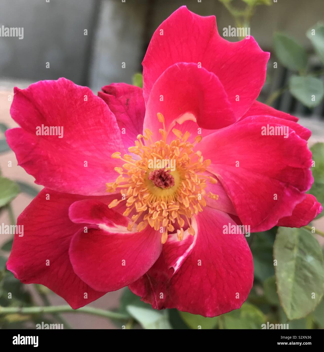 Indian red rose hi-res stock photography and images - Alamy