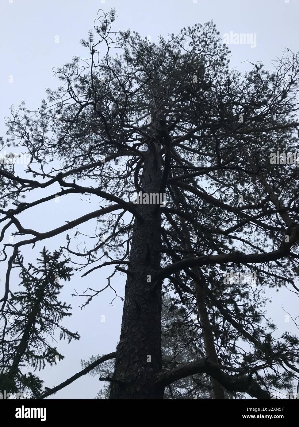 Tree in the Norwegian mountain Stock Photo - Alamy