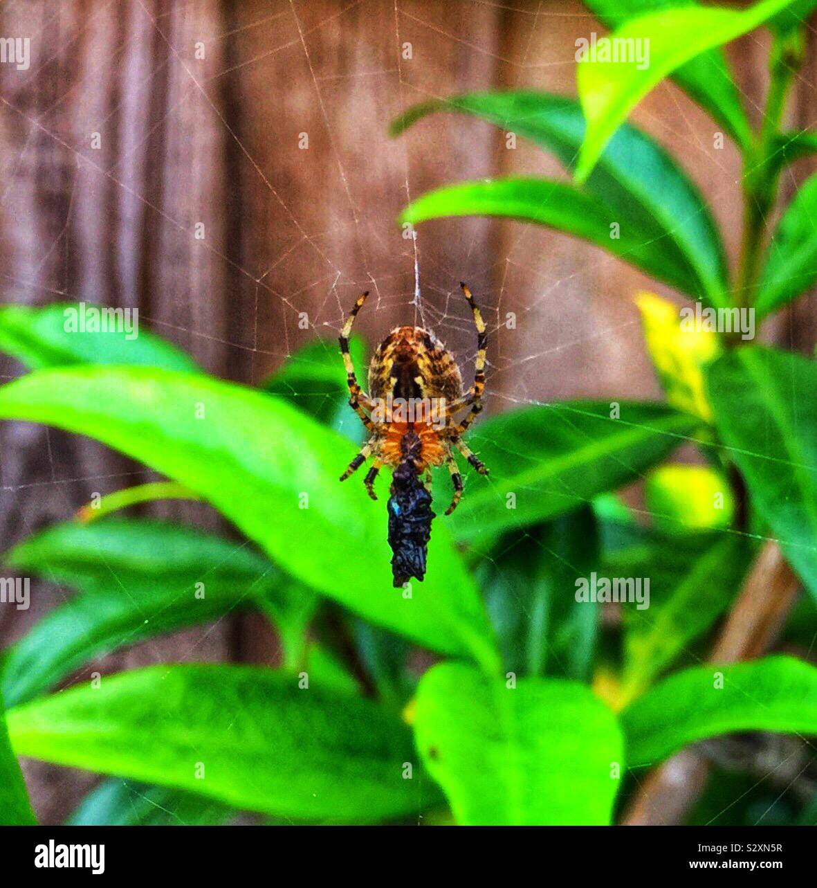 Spider Cocoon Stock Photos & Spider Cocoon Stock Images - Alamy