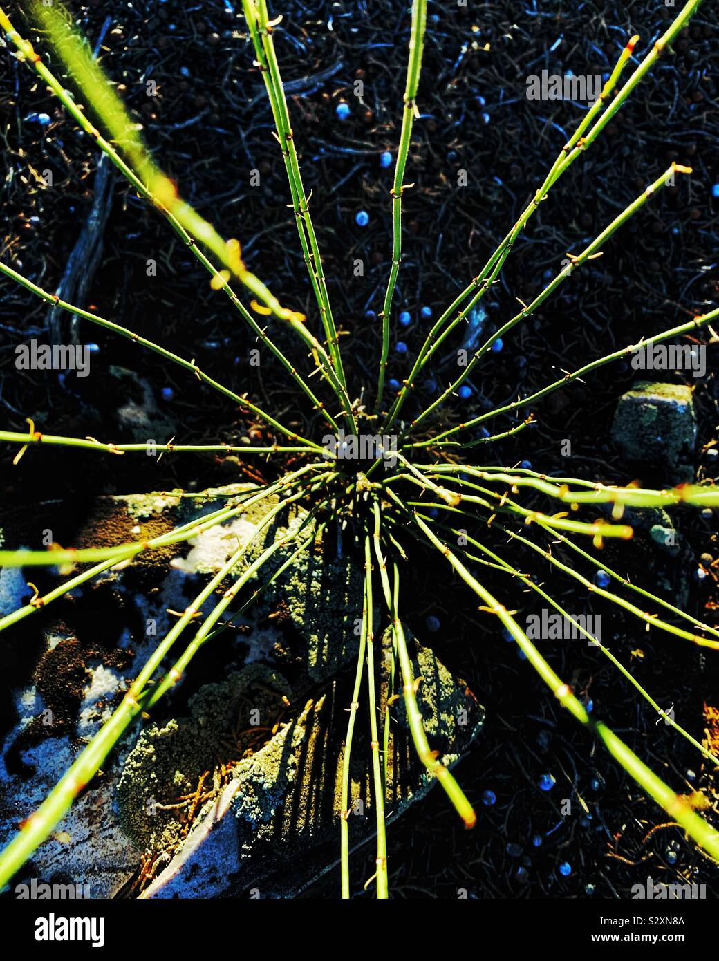 Radial plant hi-res stock photography and images - Alamy