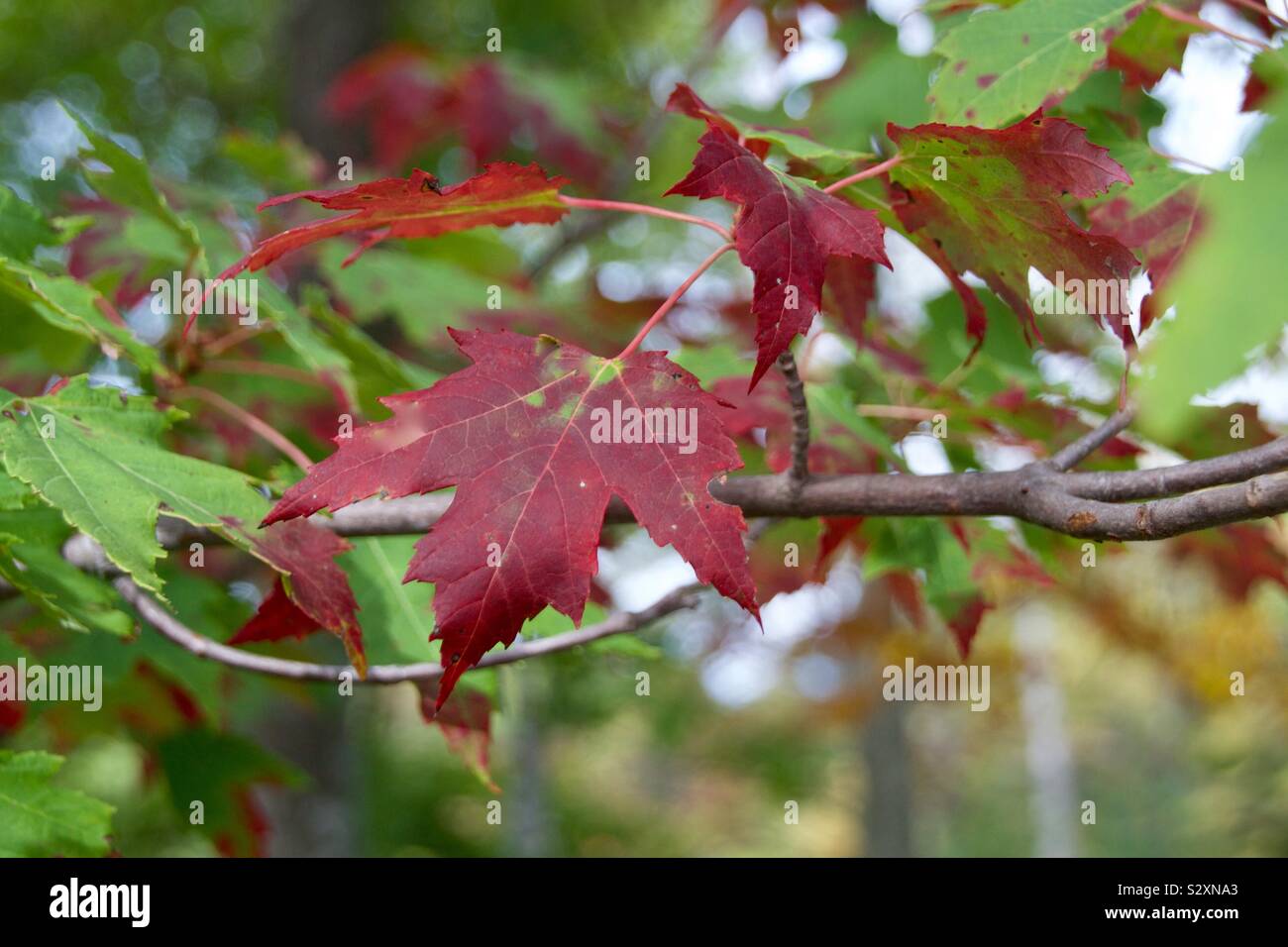 Canadian Red Maple Leaf Stock Photo - Alamy