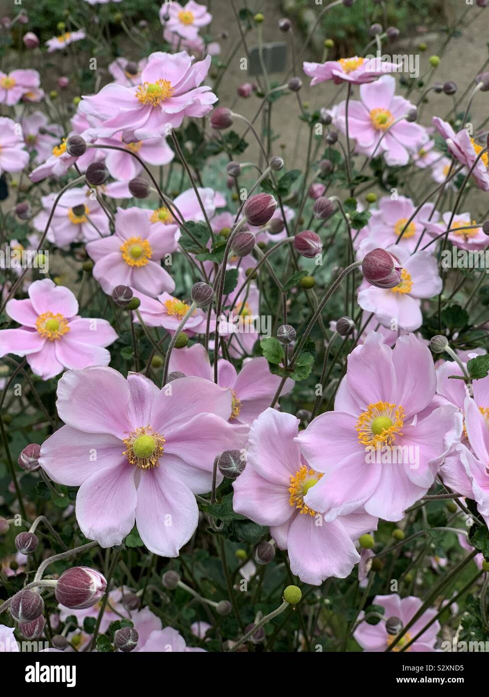 Botanic pink hi-res stock photography and images - Alamy