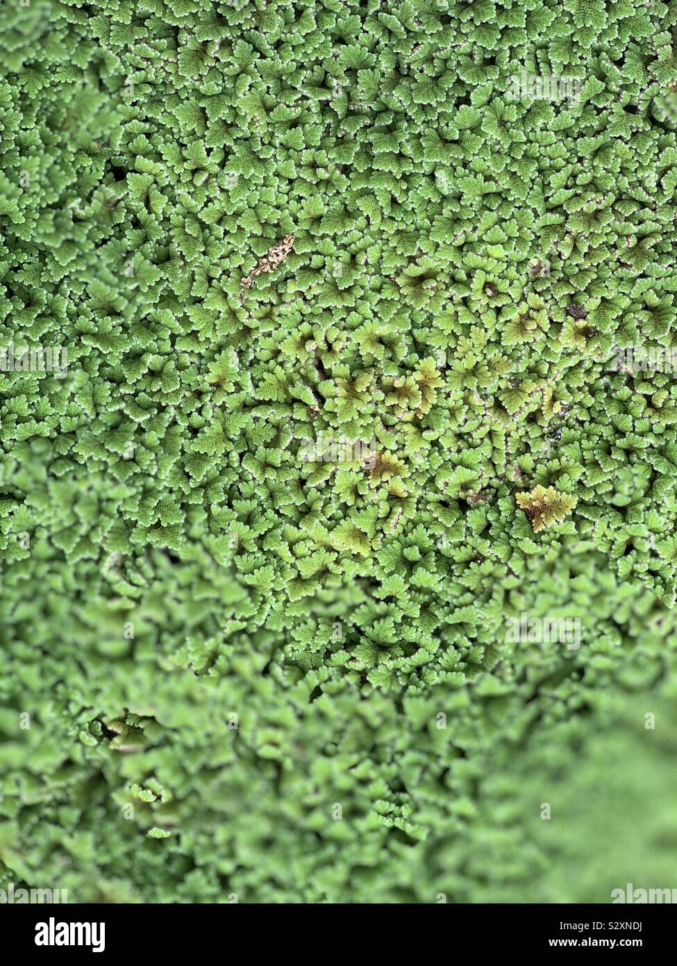 Azolla hi-res stock photography and images - Alamy