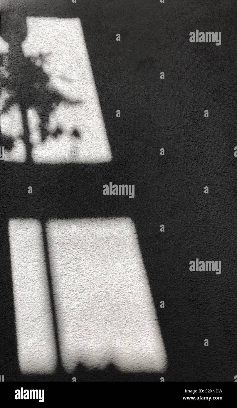 Shadow flowers hi-res stock photography and images - Alamy