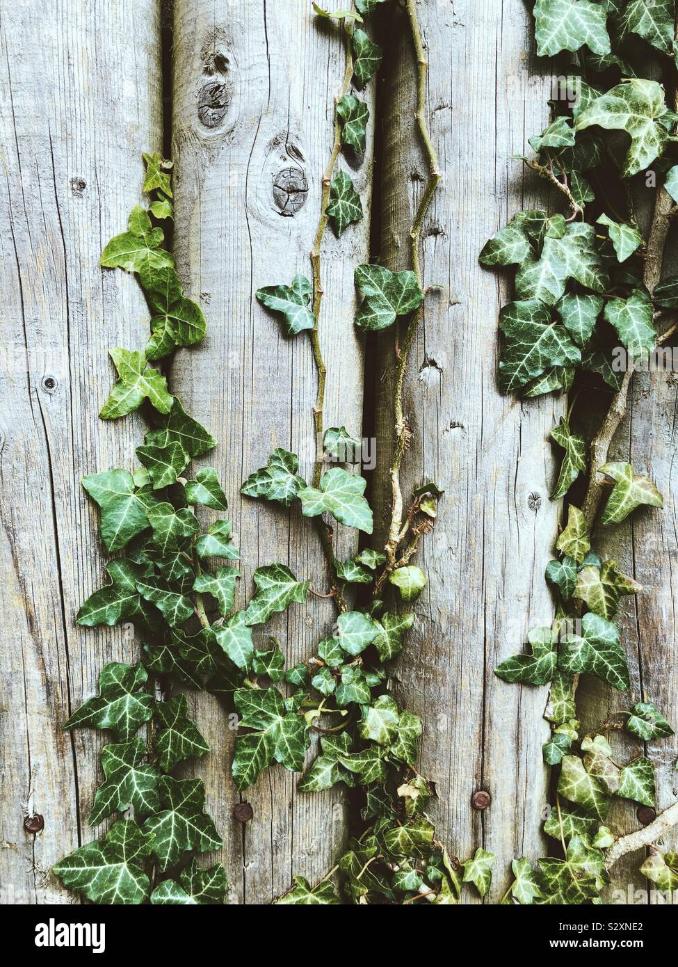 Ivy growing hi-res stock photography and images - Alamy