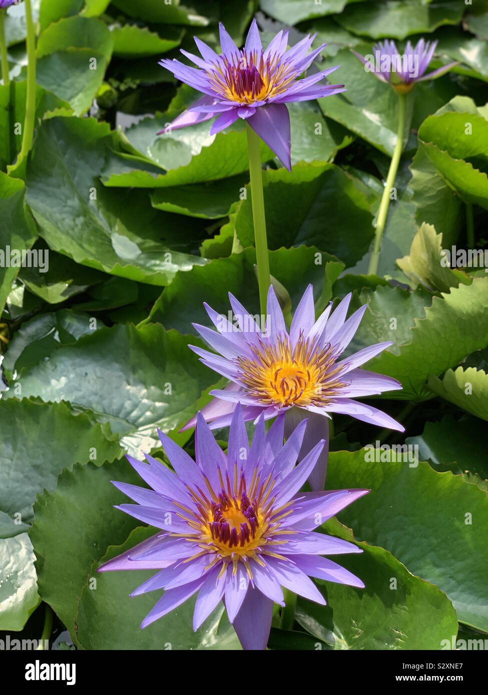 Purple nymphs hi-res stock photography and images - Alamy