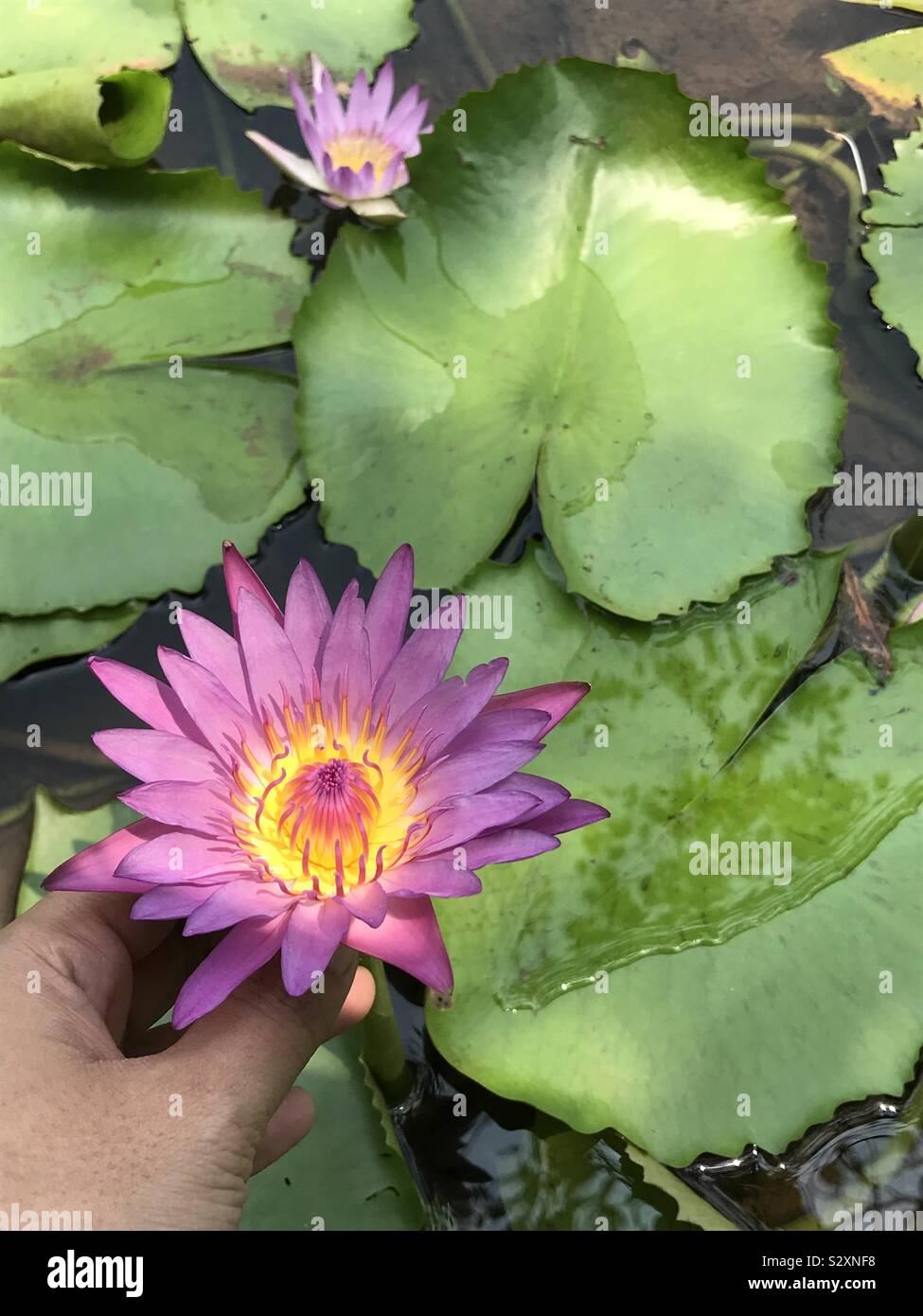 Purple Lilly in an artificial pond-Nymphaea Caerulea aka water lily ...