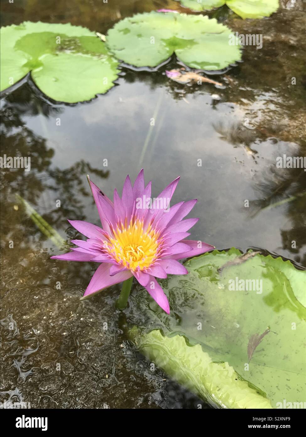 Purple Lilly in plant nursery- Nymphaea Caerulea aka water lily, blue ...