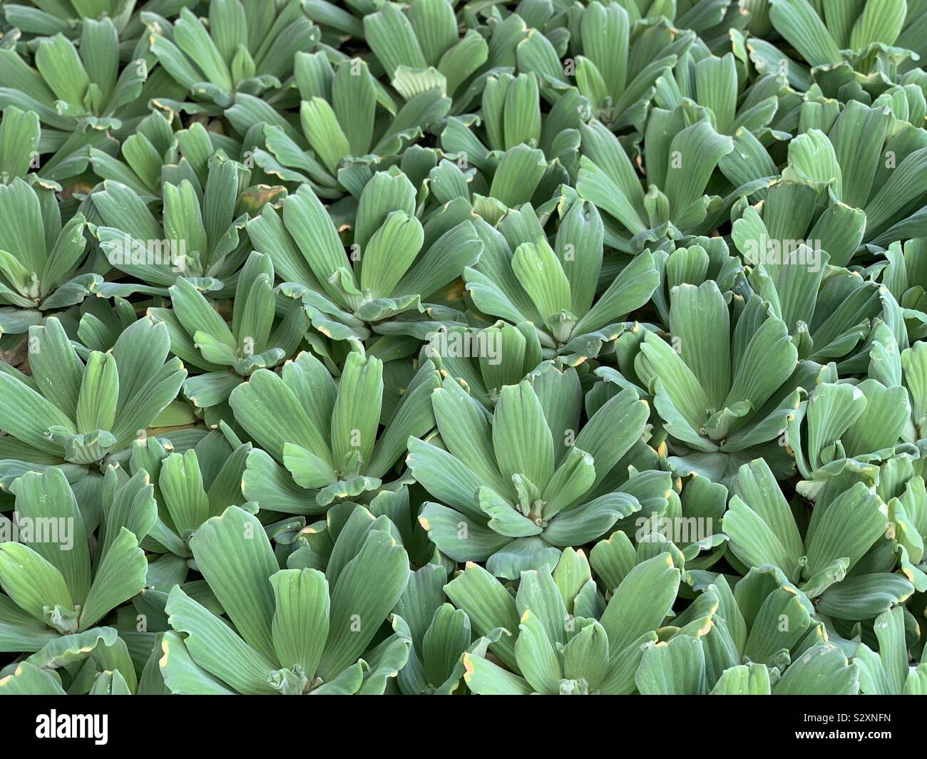 Pistia stratiotes, water lettuce from tropical regions Stock Photo - Alamy