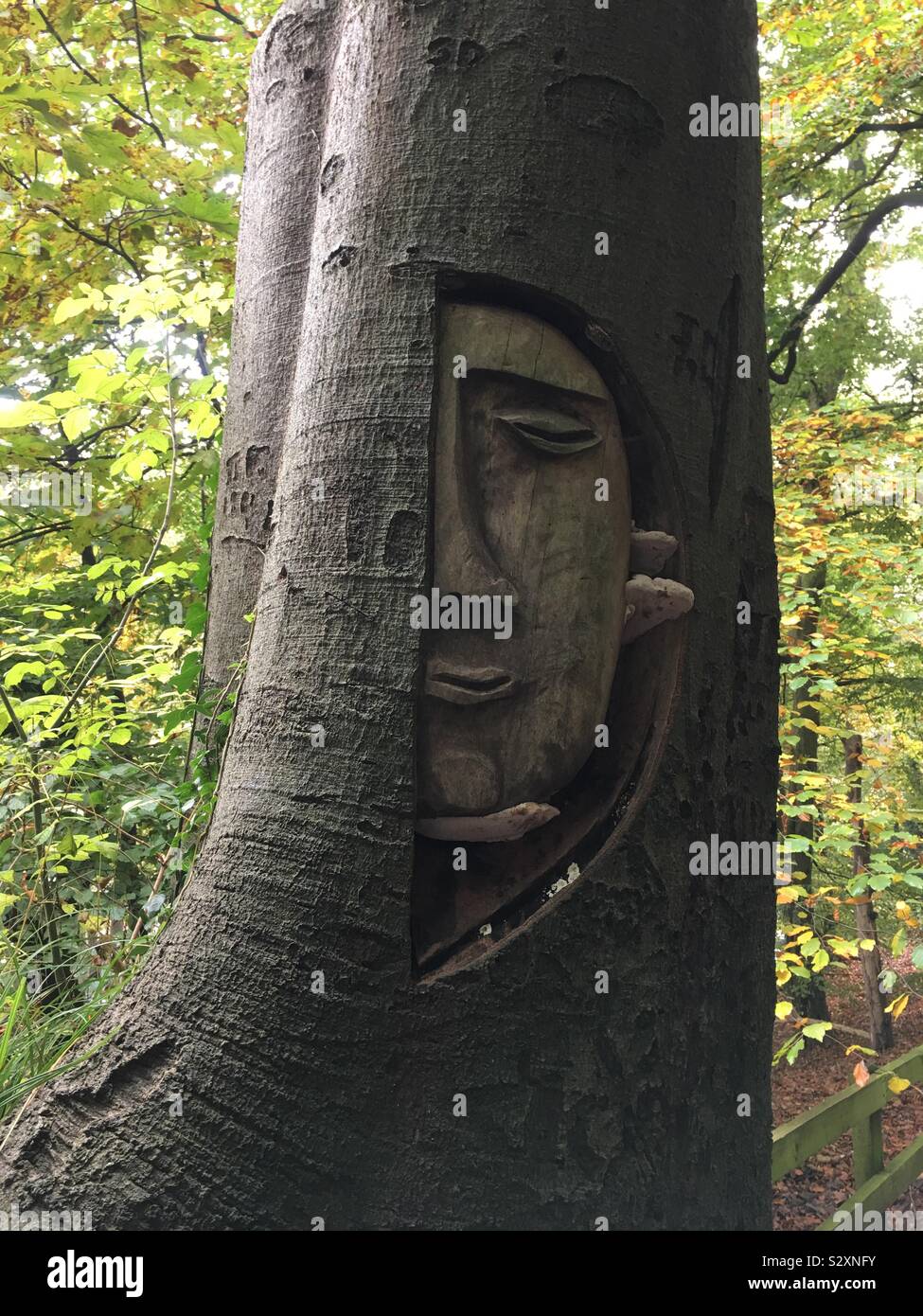 Tree face carving hi-res stock photography and images - Alamy