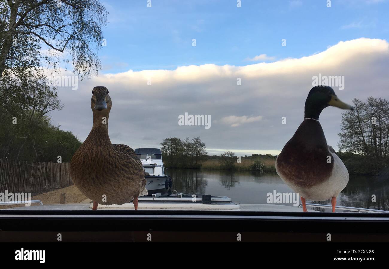 Ducks on the bow Stock Photo - Alamy
