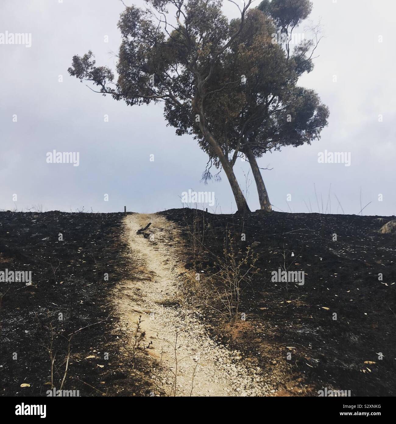 Burned pathway hi-res stock photography and images - Alamy