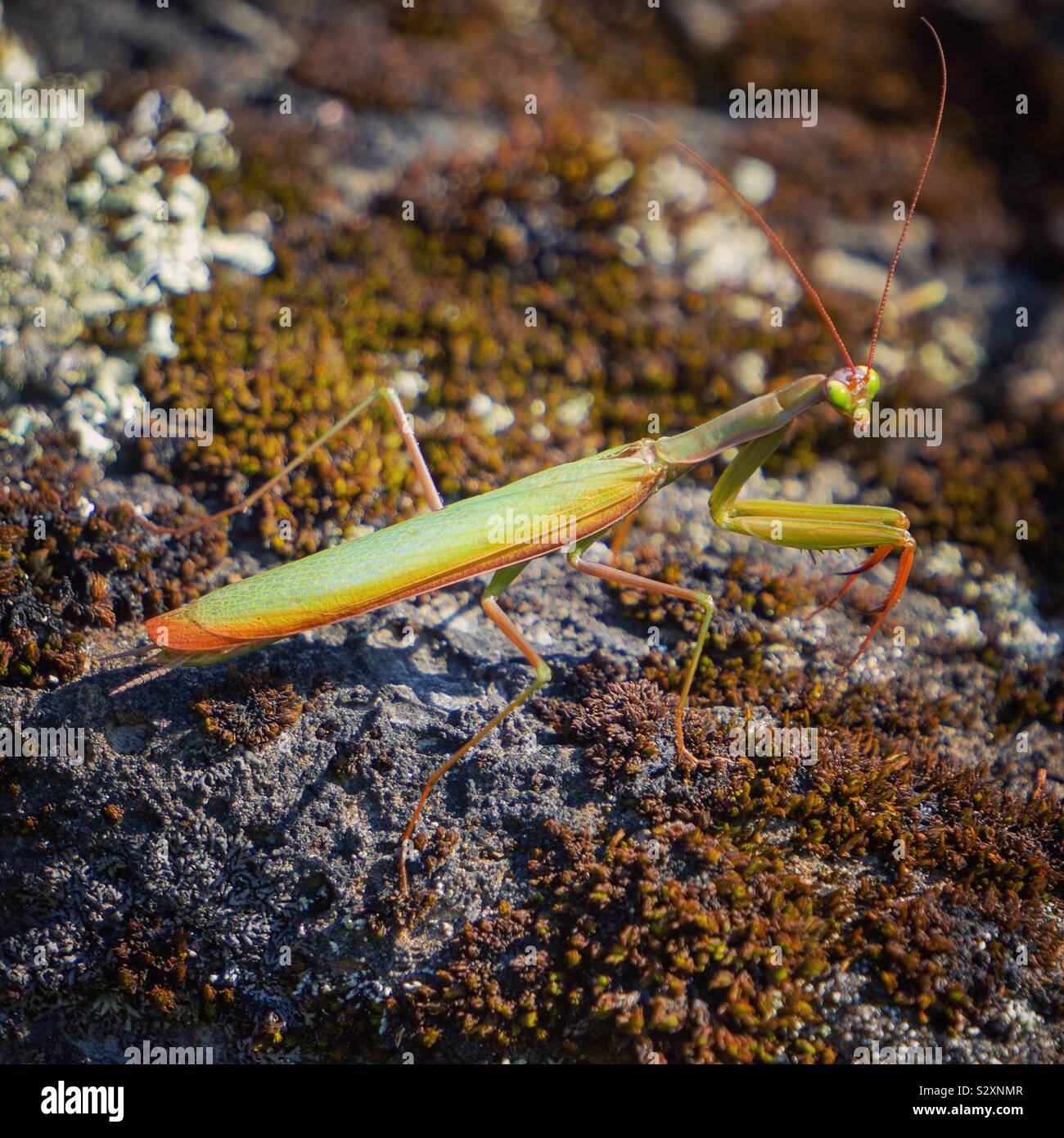 Chinese praying mantis hi-res stock photography and images - Alamy