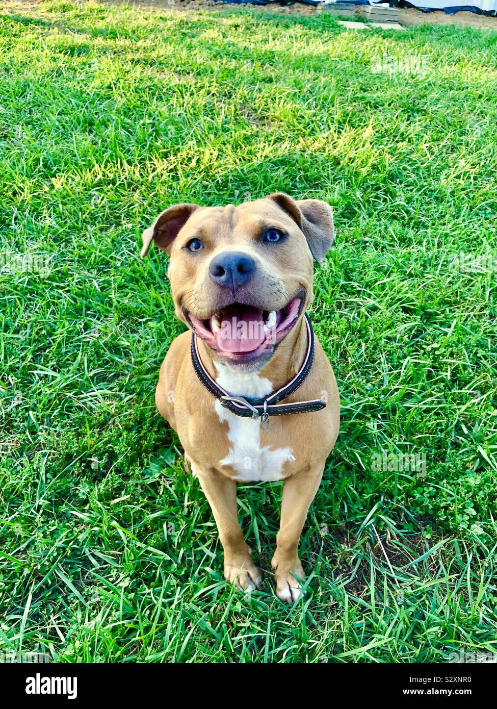 Pitbull smiling hi-res stock photography and images - Alamy