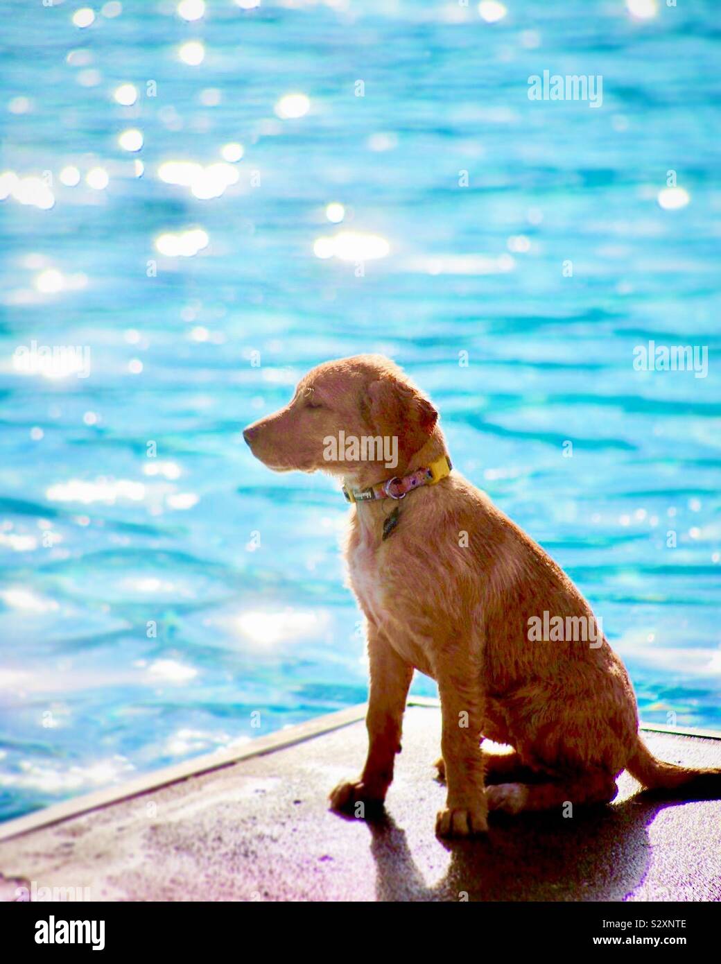 Dog sitting poolside, bathing in the sunlight Stock Photo - Alamy