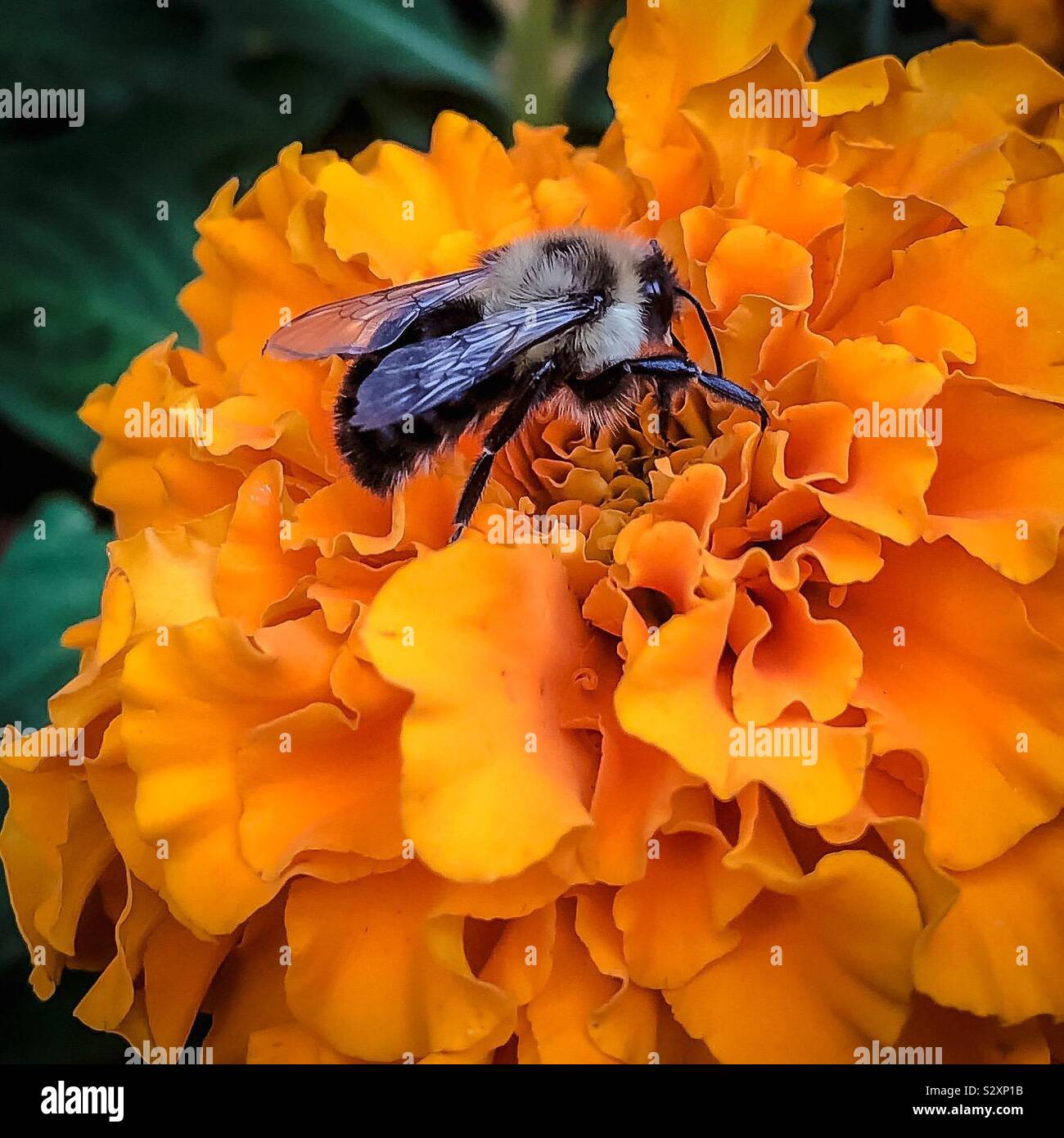 Bee on Marigold Stock Photo - Alamy