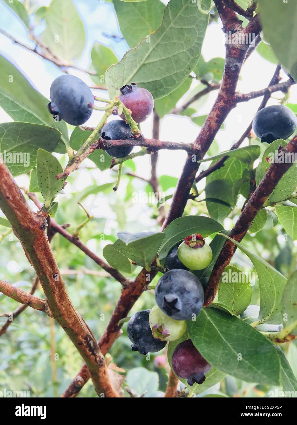 Blueberry tree hi-res stock photography and images - Alamy