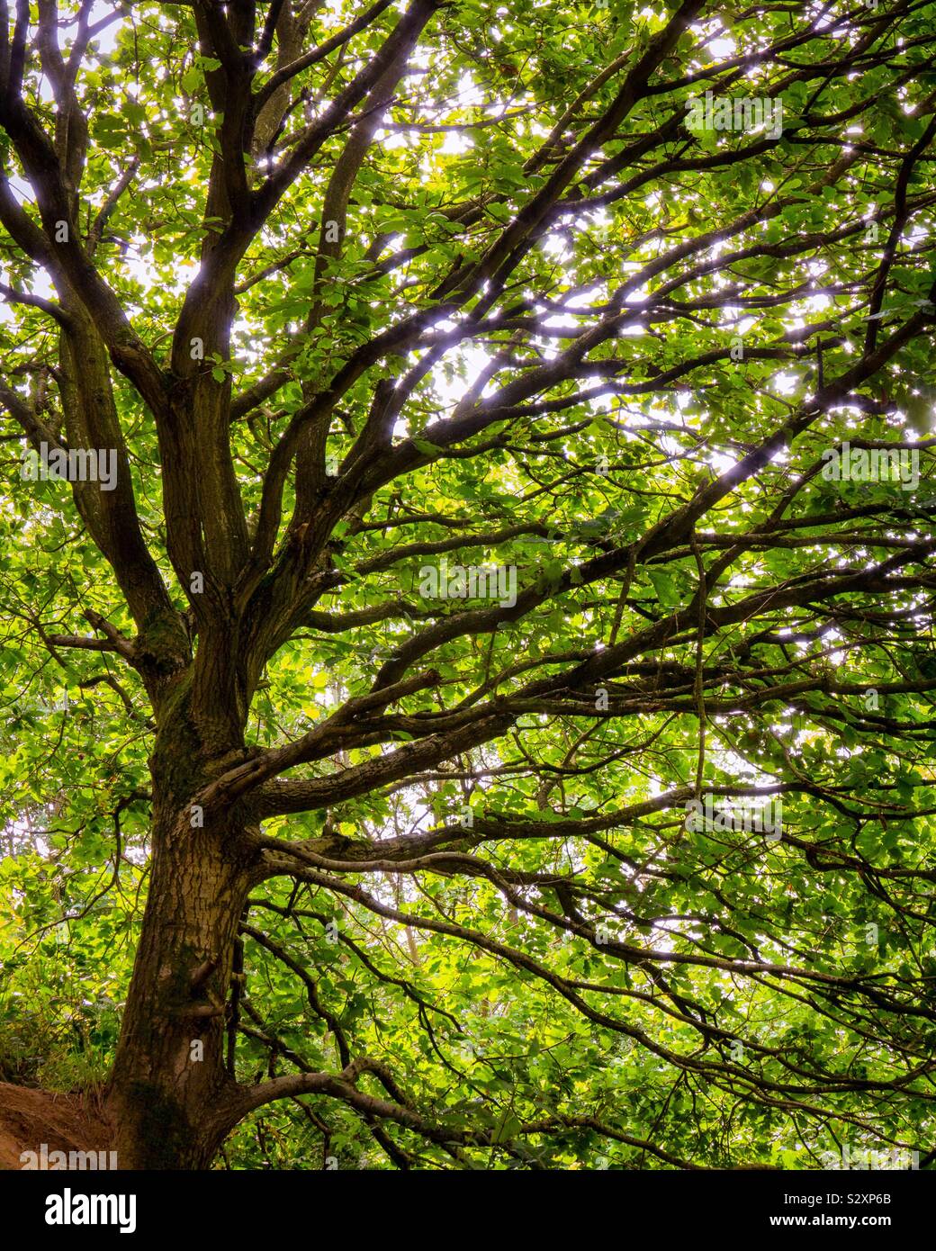 Splayed branches hi-res stock photography and images - Alamy