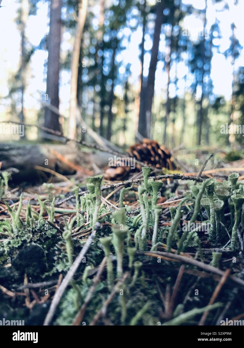 Ground pine hi-res stock photography and images - Alamy