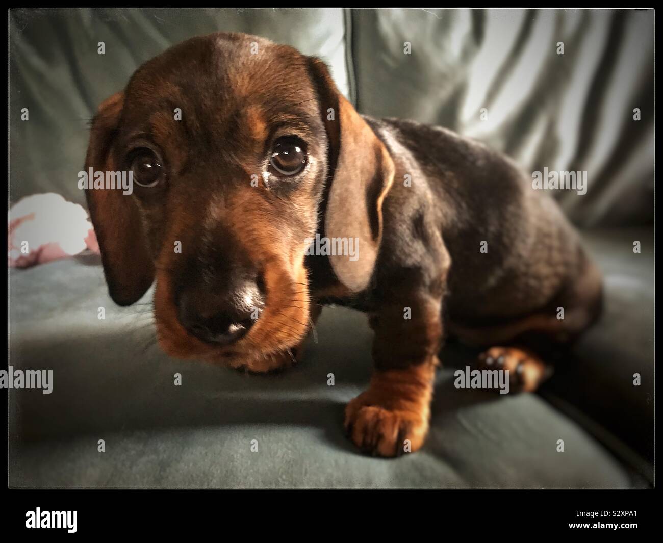 Puppy look at camera Stock Photo - Alamy