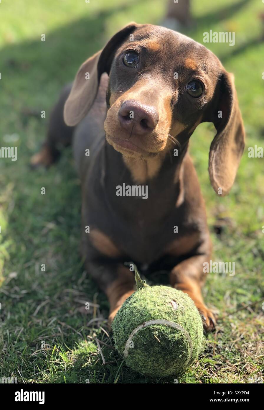 Winnie the wiener dog hi-res stock photography and images - Alamy
