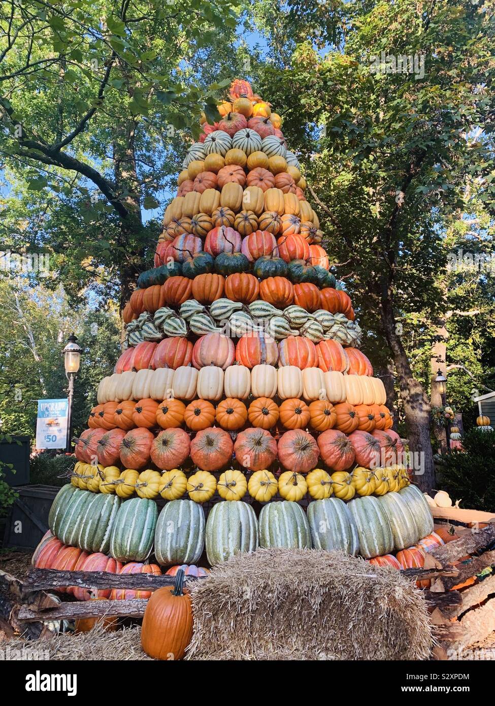 Pumpkin Tree High Resolution Stock Photography and Images - Alamy