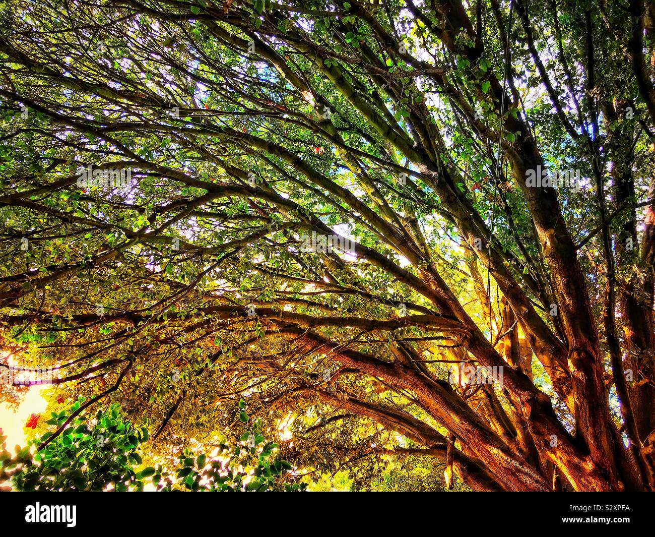 Tree outlines hi-res stock photography and images - Alamy