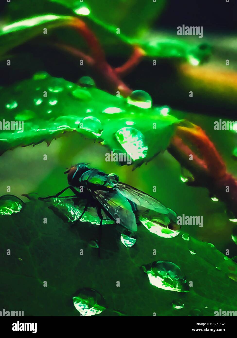 Rain leafs hi-res stock photography and images - Alamy
