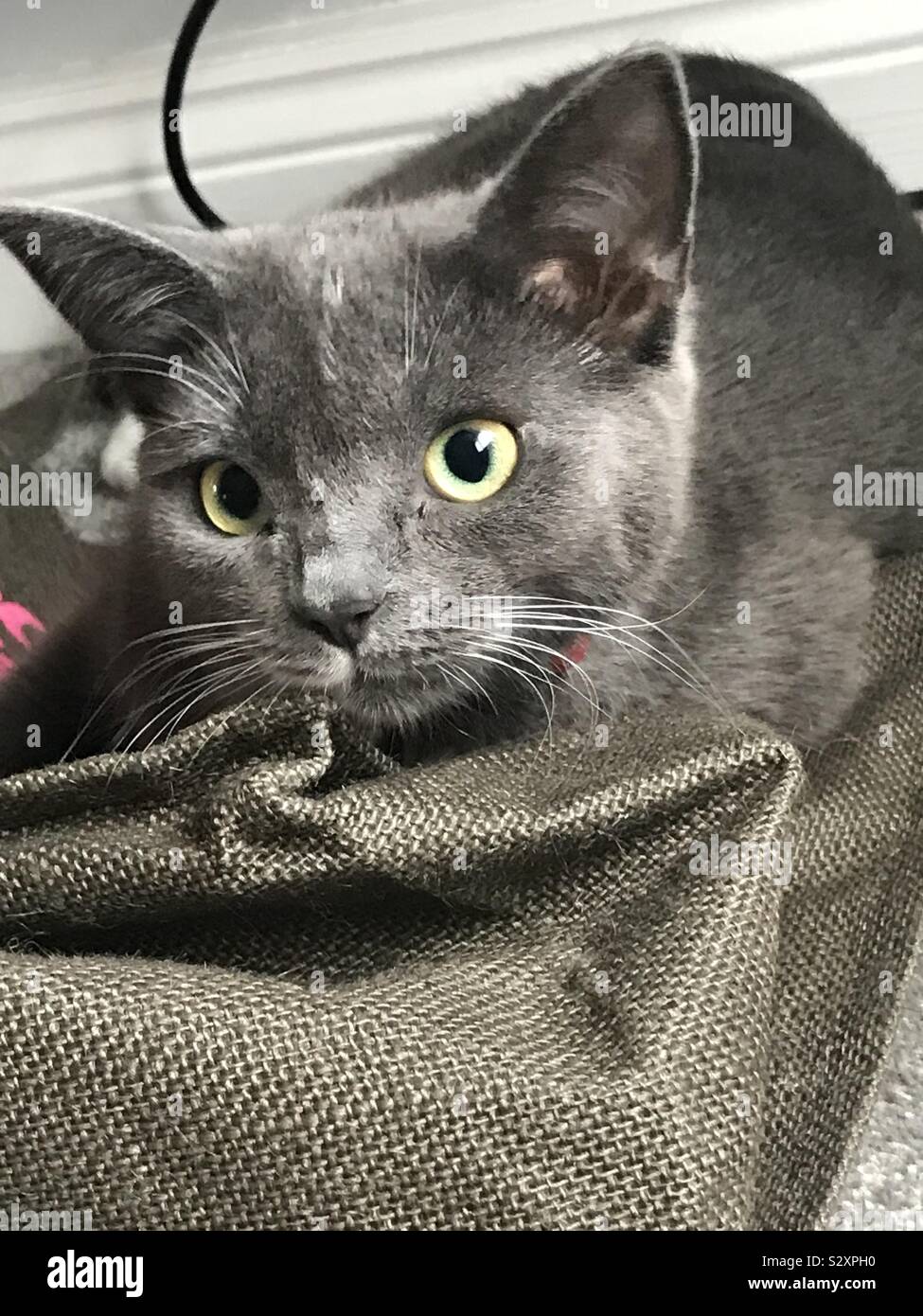 Lady grey hi-res stock photography and images - Alamy