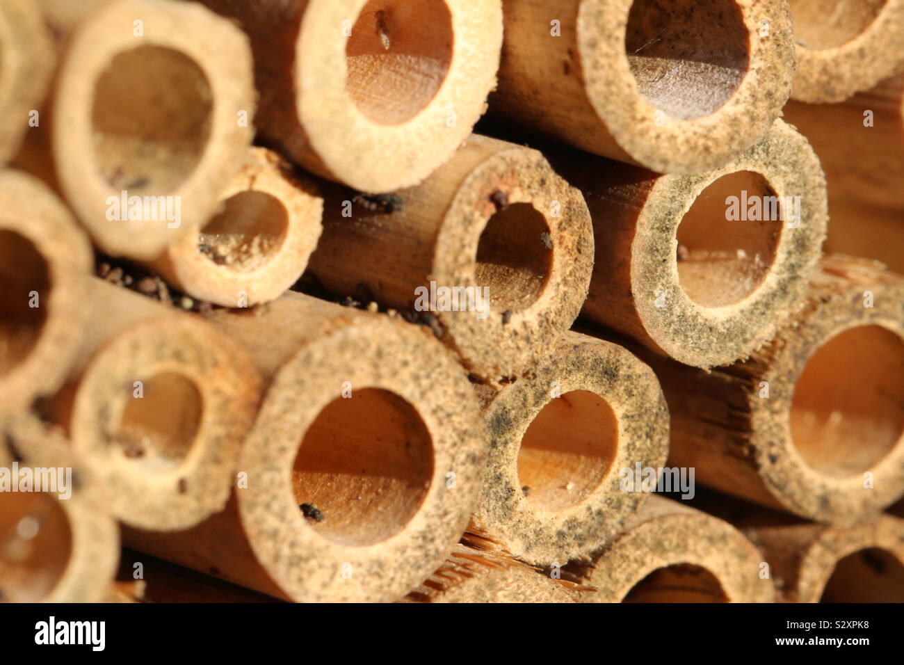 Insect tubes hi-res stock photography and images - Alamy