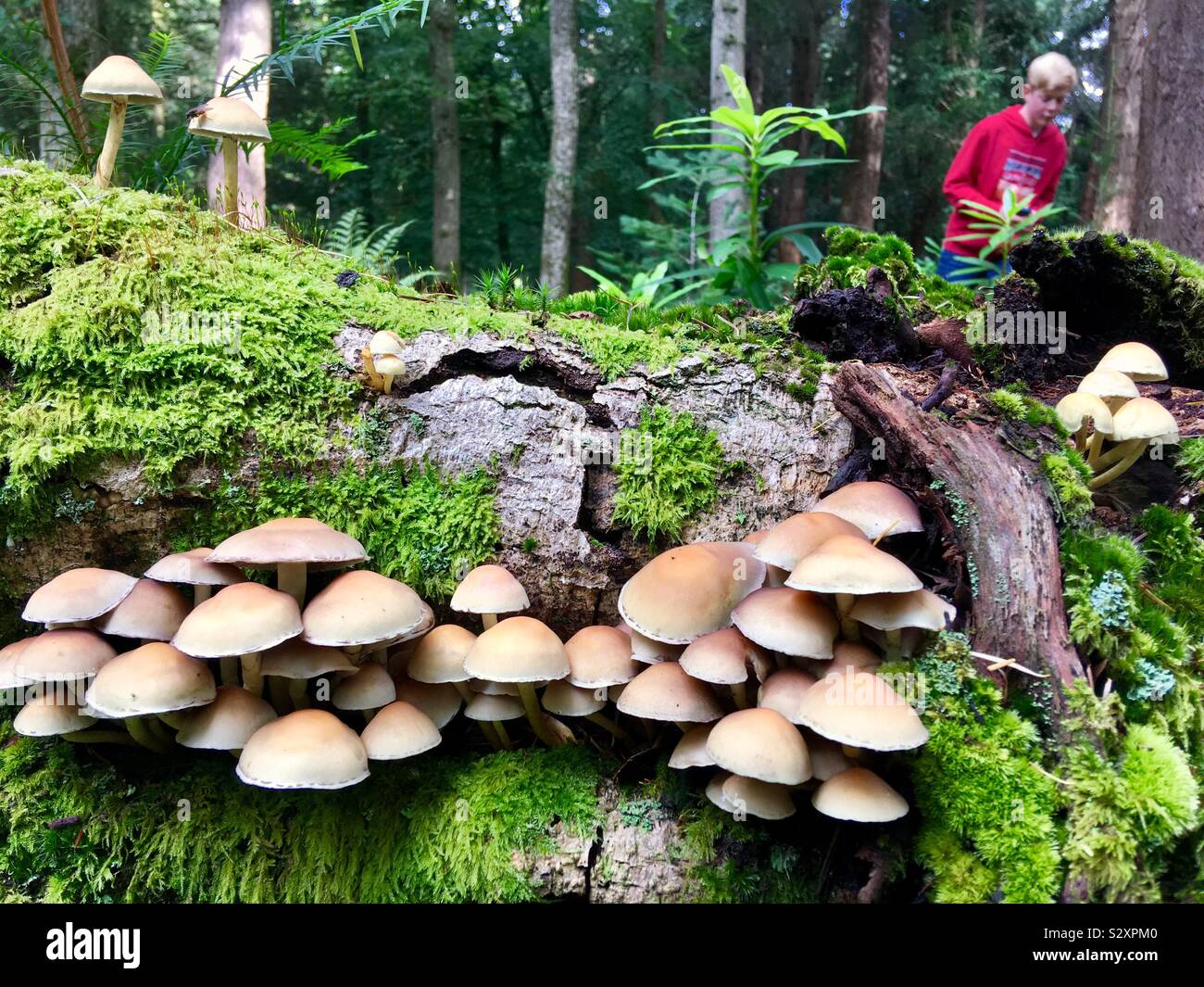 Forest fungi hi-res stock photography and images - Alamy