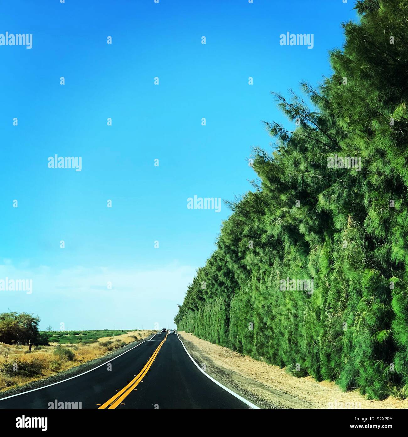 Wall of trees by the road Stock Photo - Alamy