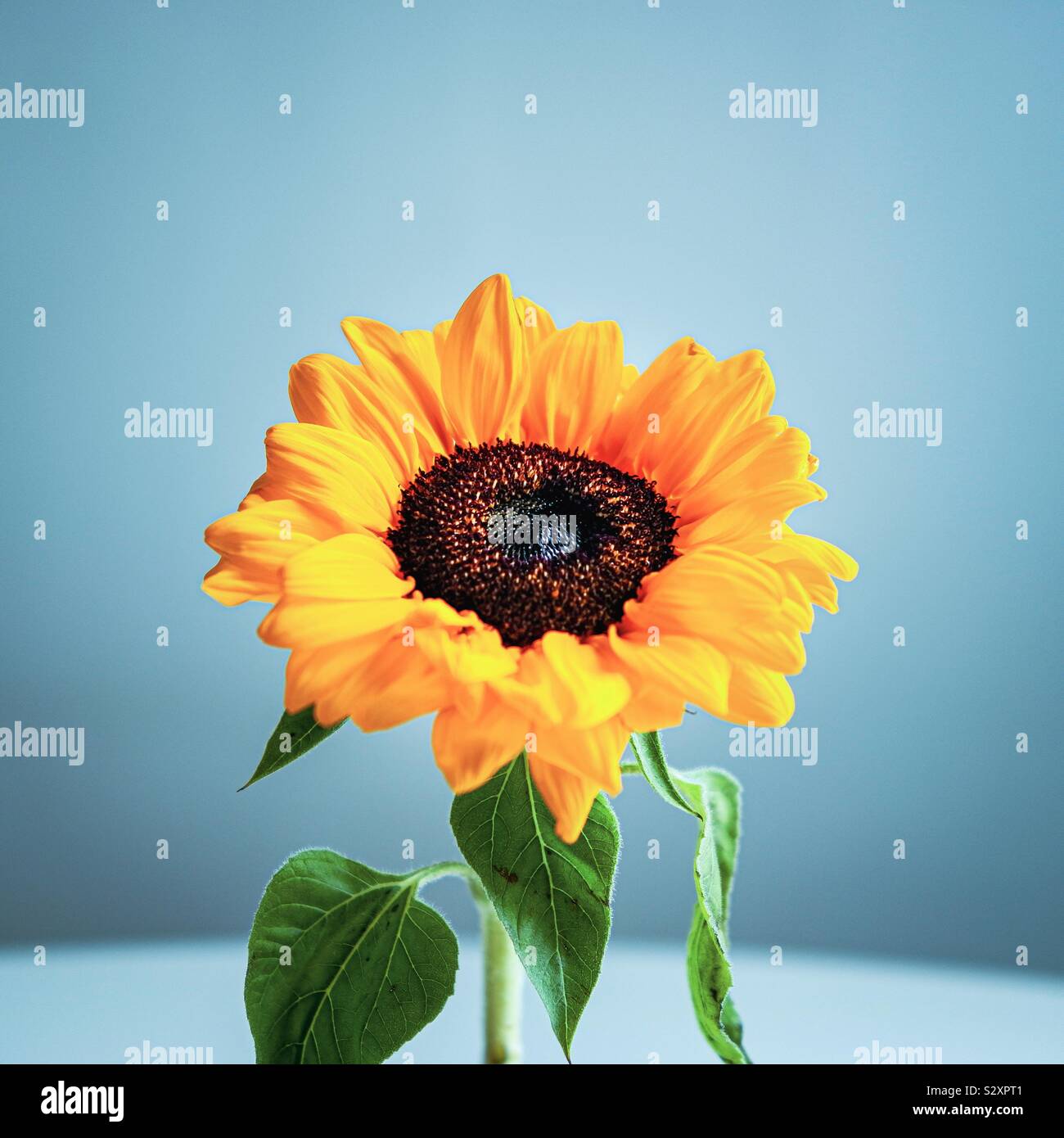 Sunflower single hi-res stock photography and images - Alamy