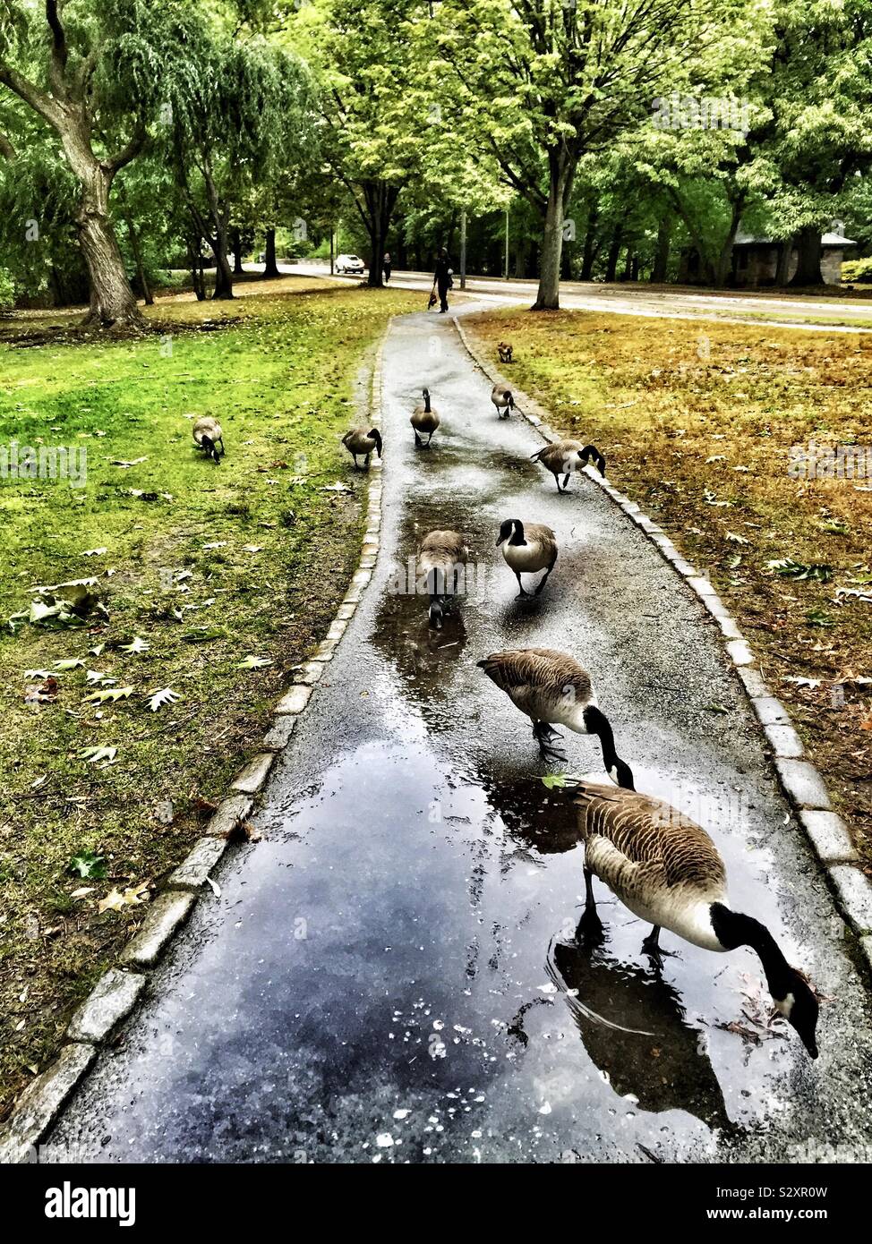 Wet ducks hi-res stock photography and images - Alamy