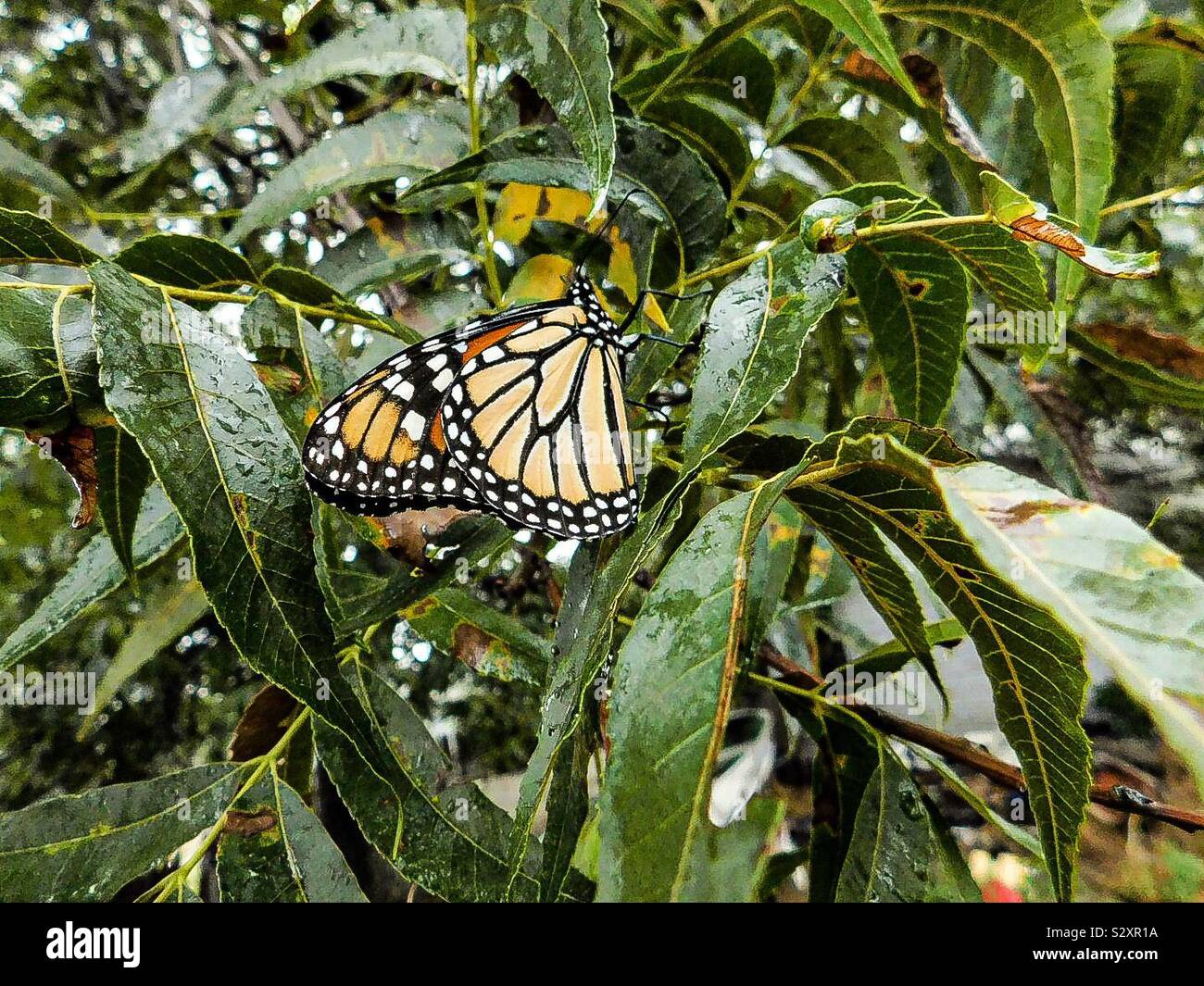 Season of migration hi-res stock photography and images - Alamy