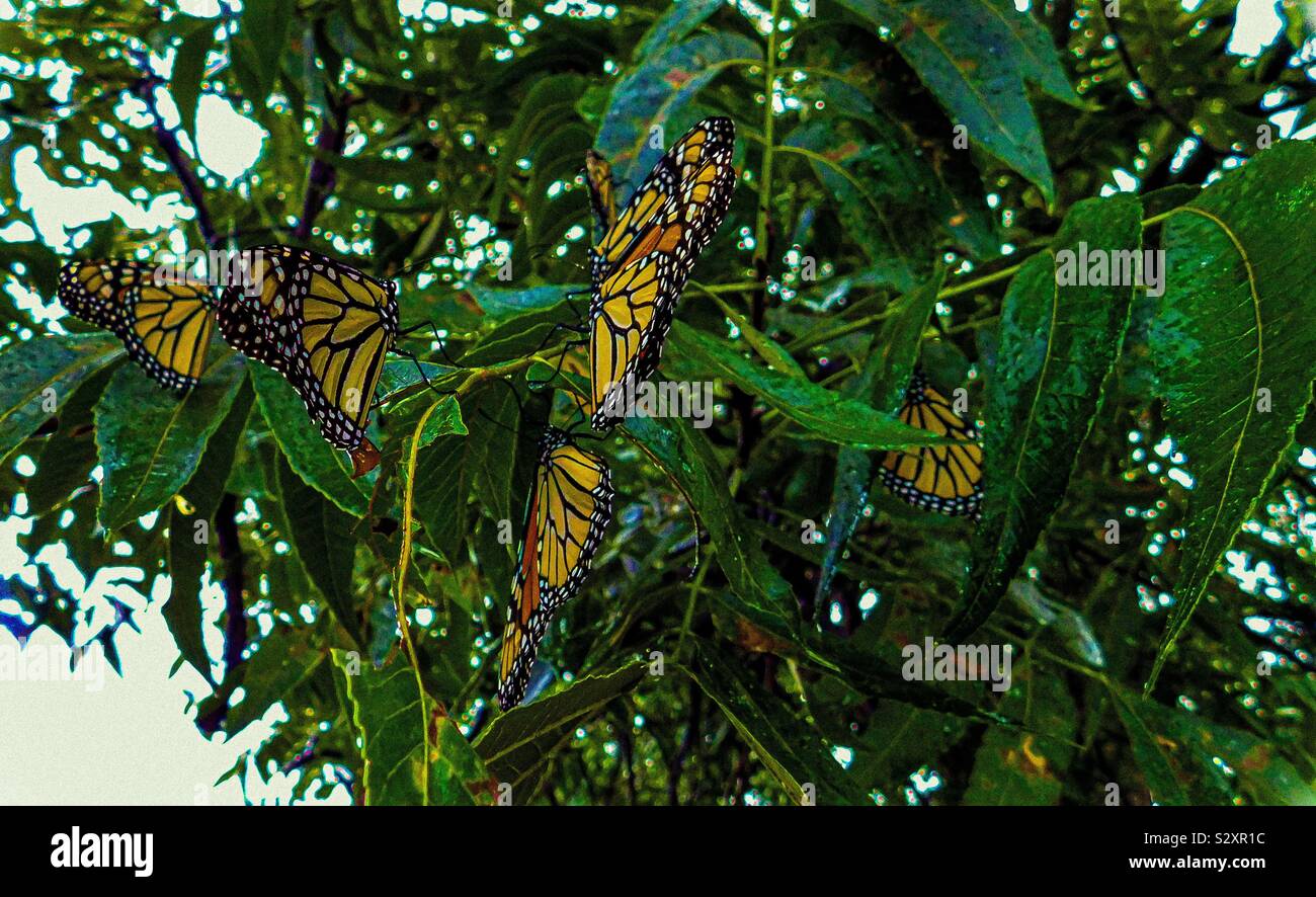 Social butterfly hi-res stock photography and images - Alamy