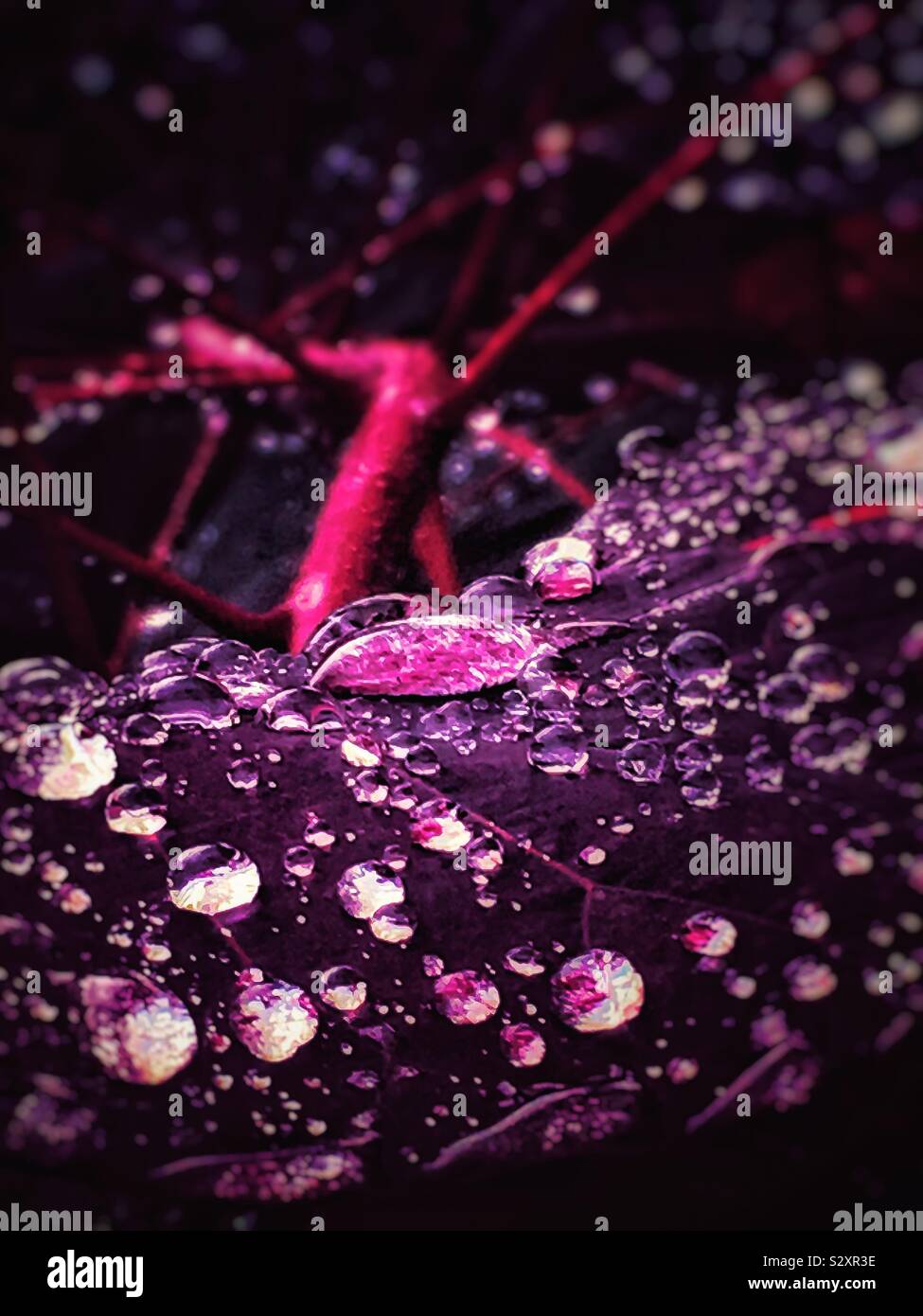 Rain droplets hi-res stock photography and images - Alamy