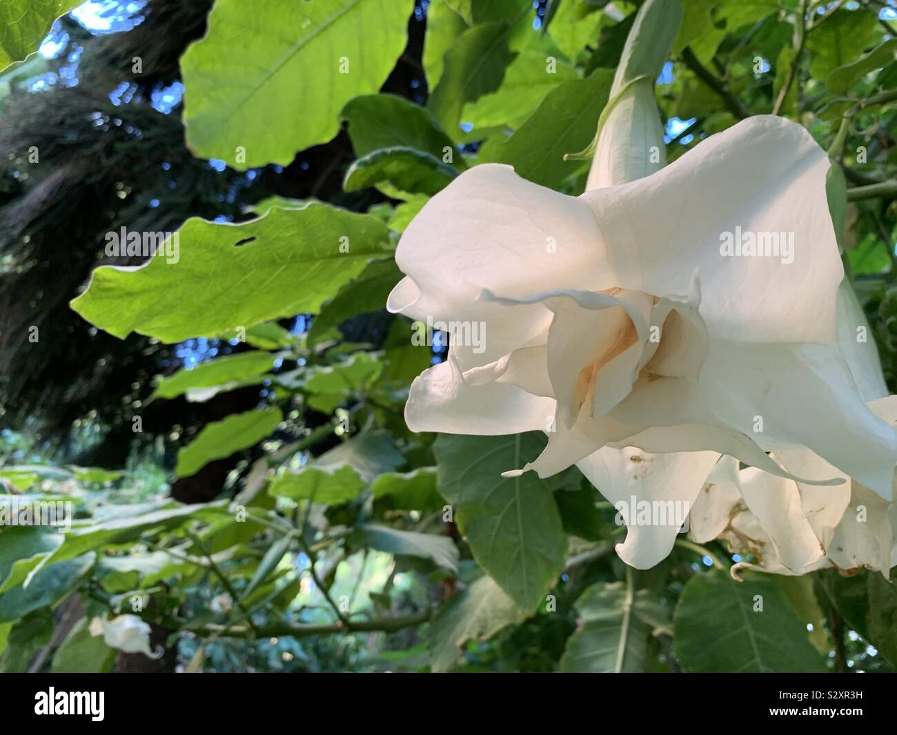 Hallucinating hi-res stock photography and images - Alamy