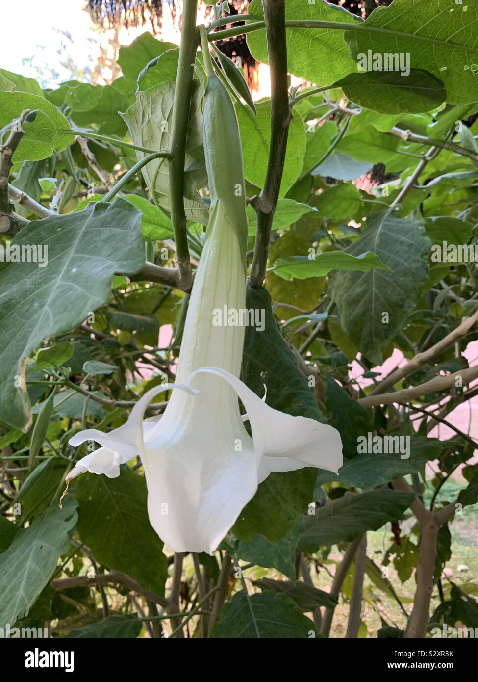 Datur hi-res stock photography and images - Alamy