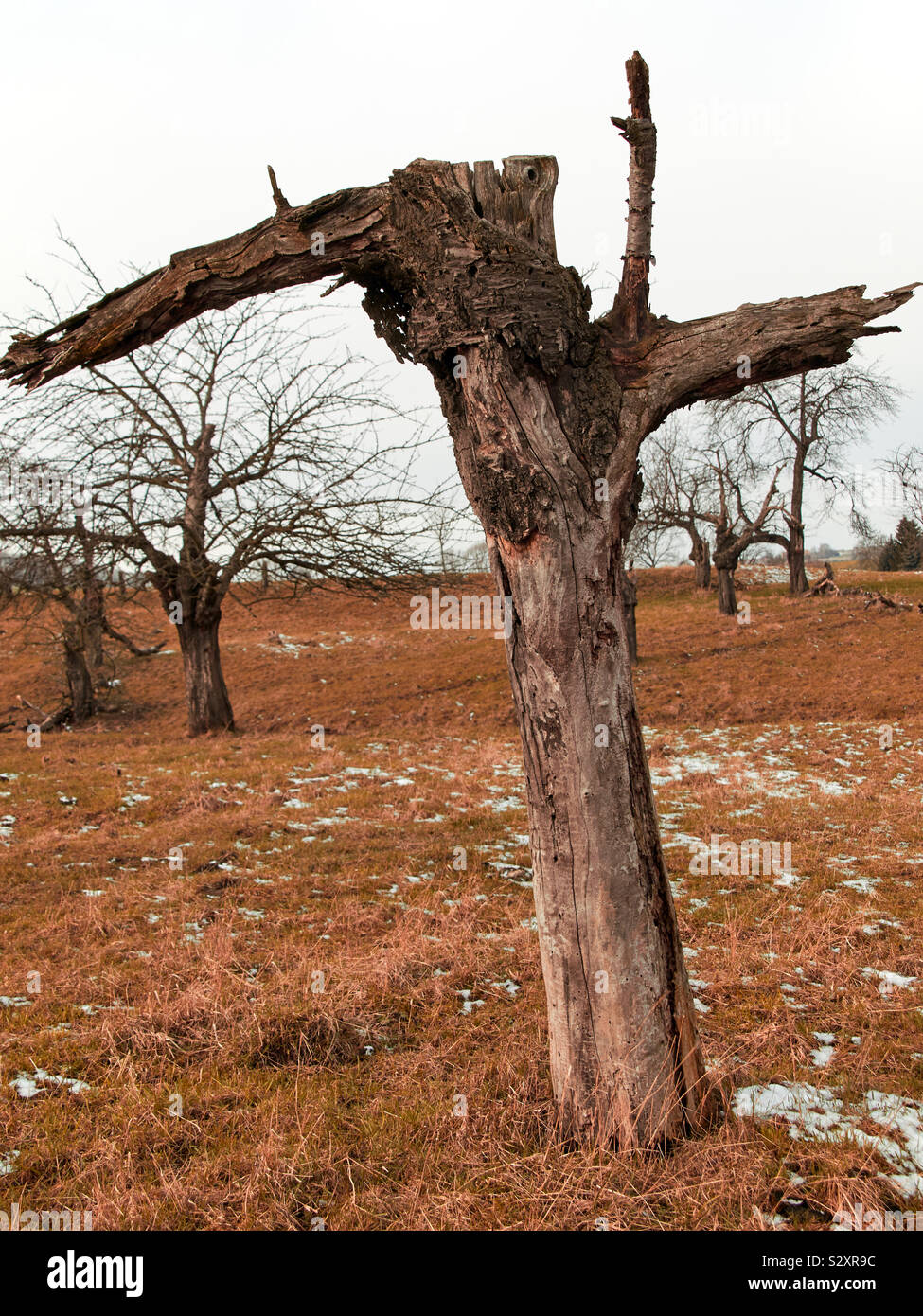 dead tree with beautiful growth form on a dry field, abstract colored ...